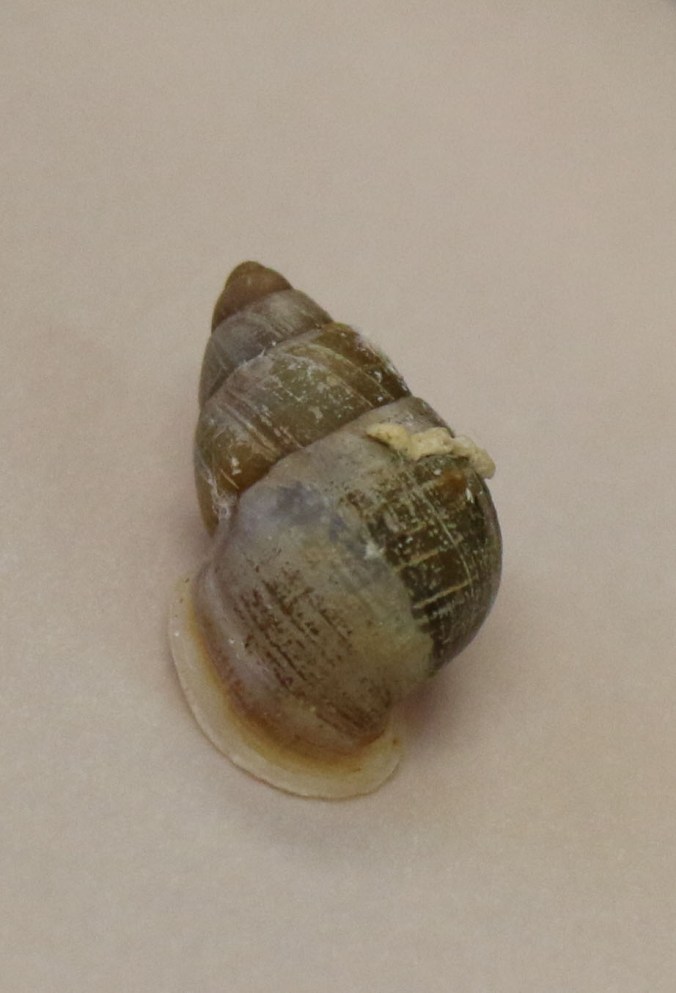 Notes from the Field: Saving the Partula Snail | Detroit Zoological ...