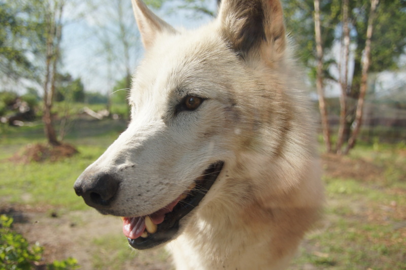 Animal Welfare: A New Home for Wolves | Detroit Zoological Society Blog