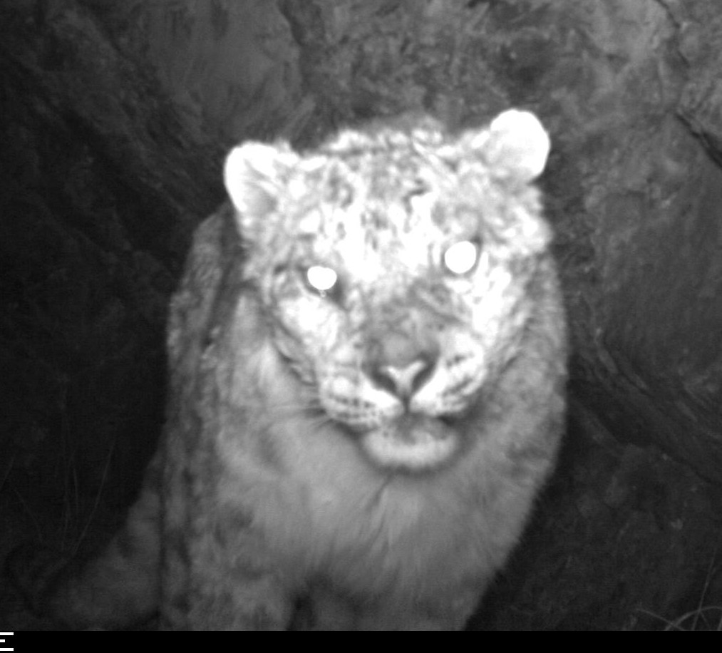 Notes From the Field: Snow Leopards in the Tien Shan Mountains ...