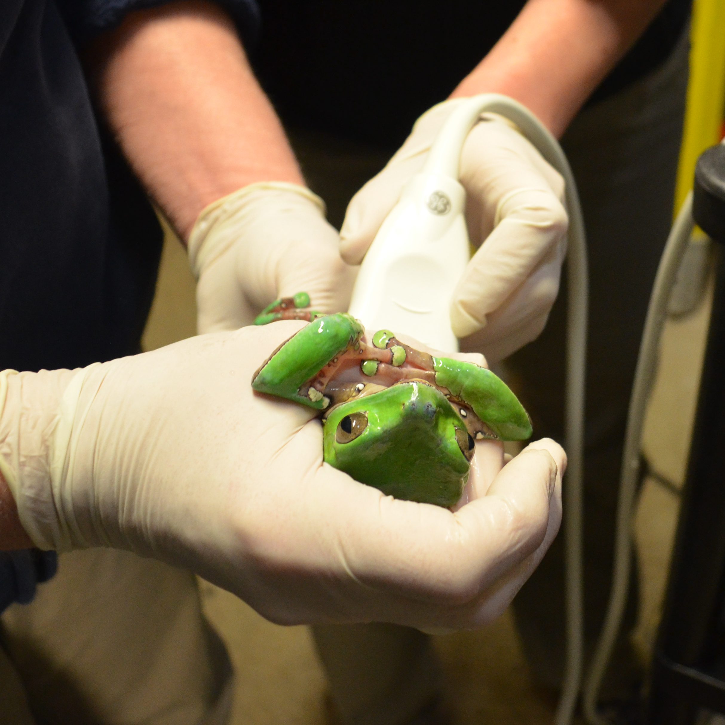 Veterinary Care: Ultrasound Exams for Frogs | Detroit Zoological ...