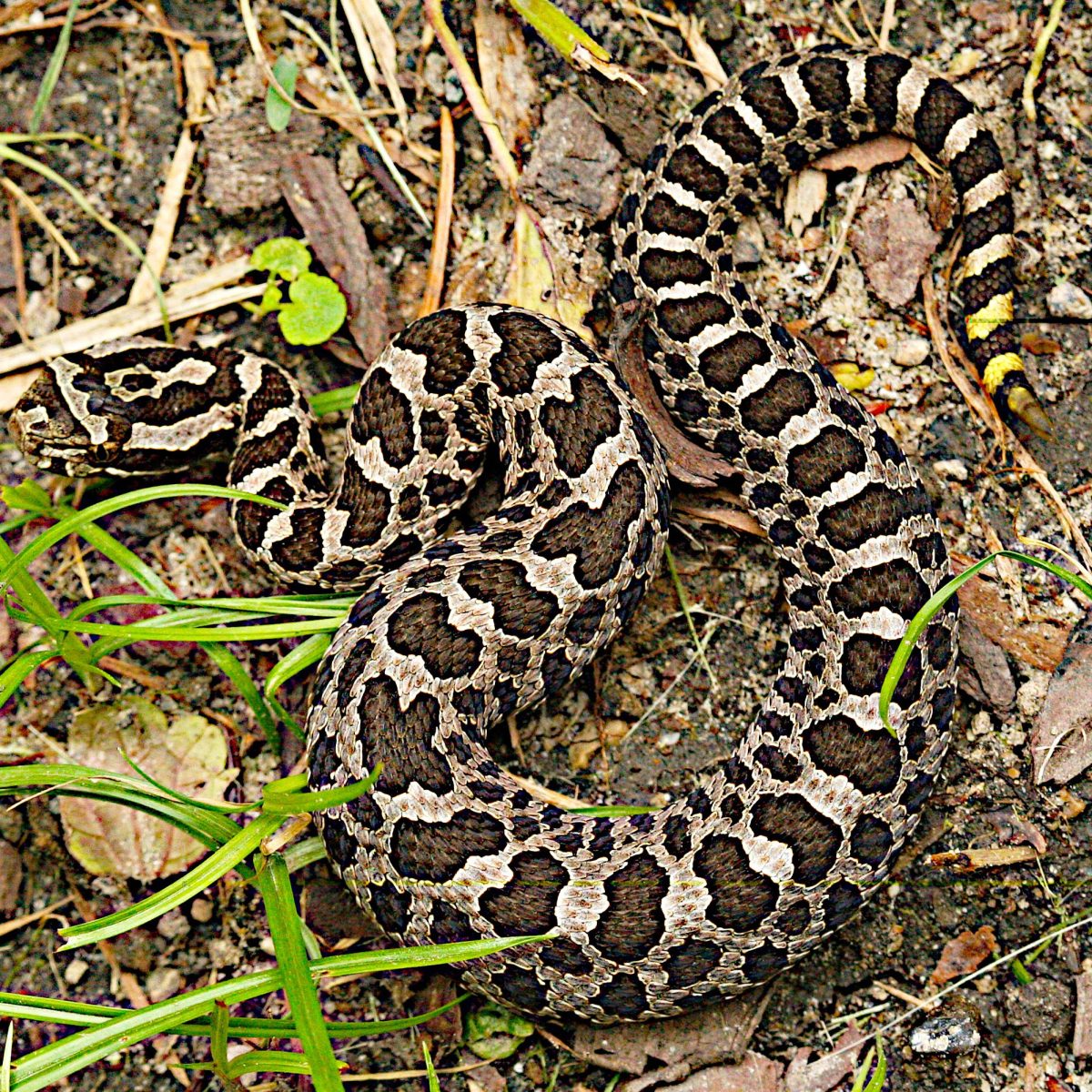 Notes from the Field: Monitoring the Eastern Massasauga Rattlesnake ...