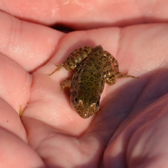 Amphibian Conservation: Crawfish Frogs in Crisis | Detroit Zoological ...