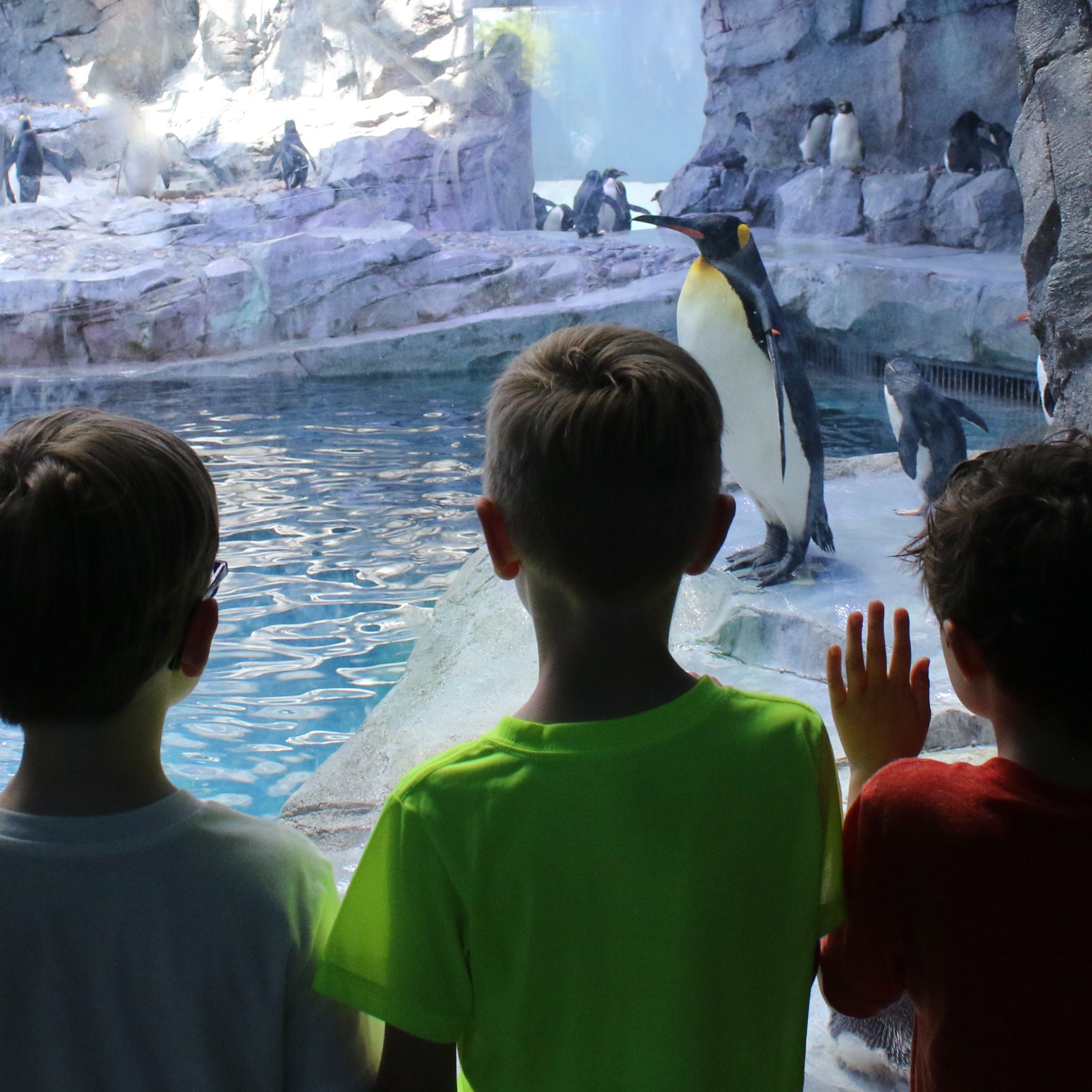 Animal Welfare: Positive Interactions Between Humans and Animals ...