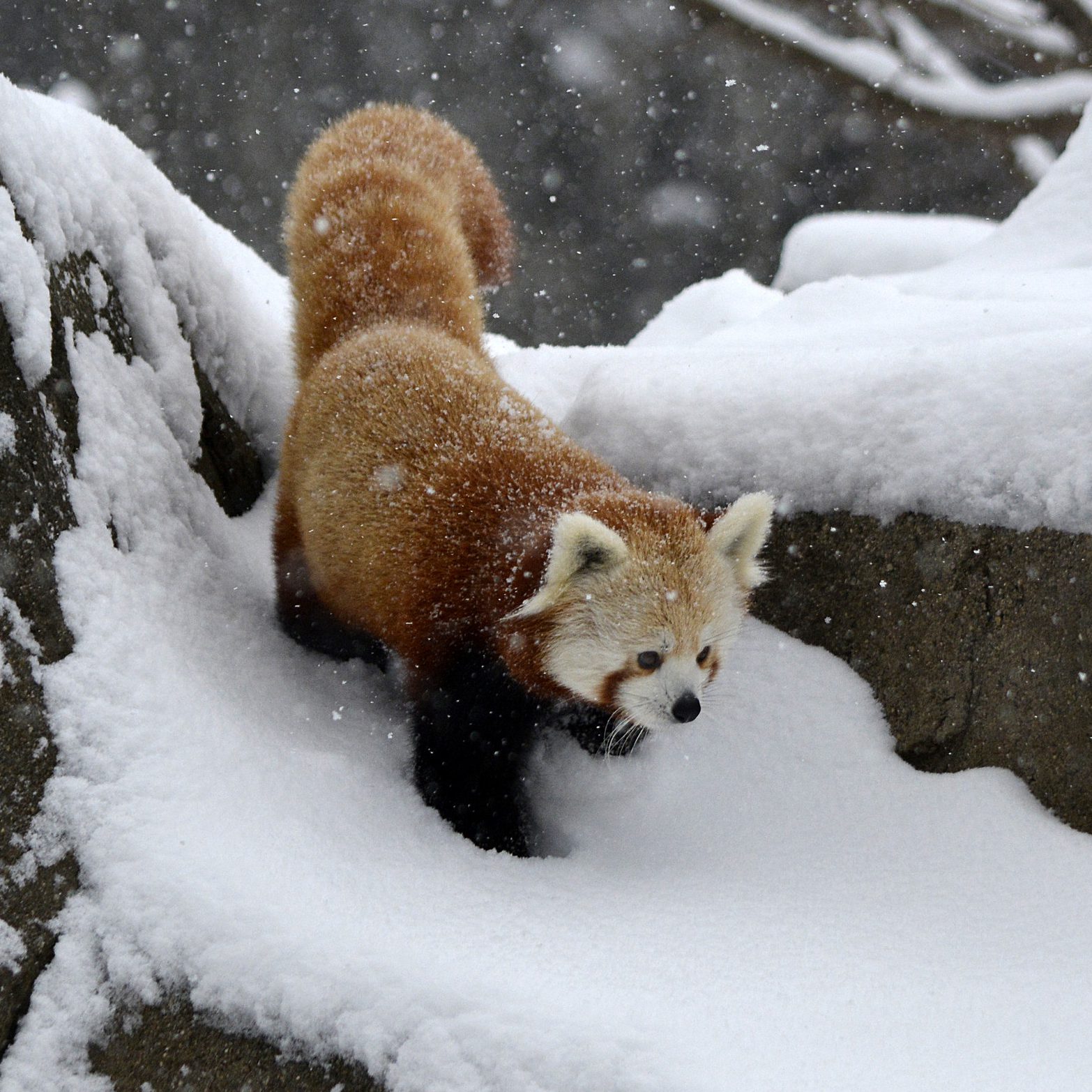 Veterinary Care: The Detroit Zoo in Winter | Detroit Zoological Society ...