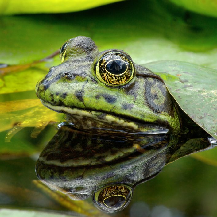 Take Part in the Detroit Zoo’s FrogWatch USA Conservation Program ...