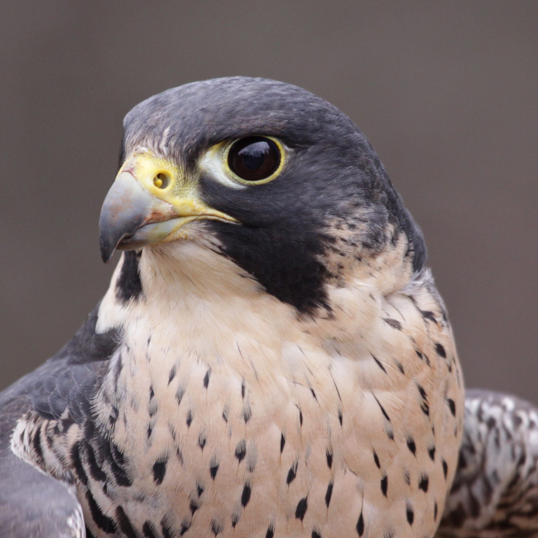 Wildlife Conservation: All Along the Water Tower | Detroit Zoological ...