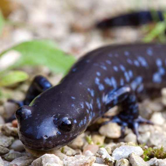 April | 2017 | Detroit Zoological Society Blog