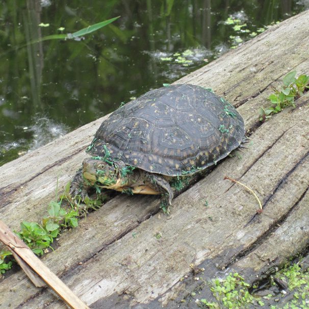 Uncovering Turtle Personalities | Detroit Zoological Society Blog