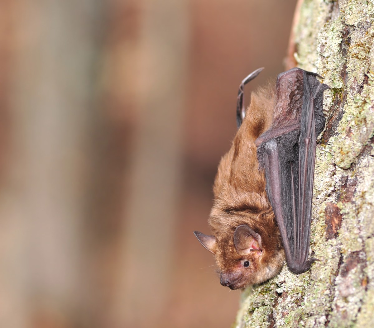 Notes from the Field: Project Launched to Monitor Wild Bats at Detroit ...