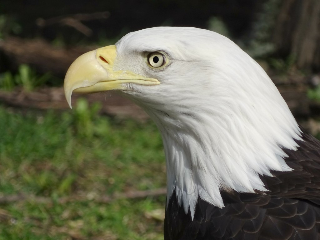 Animal Welfare: The Detroit Zoological Society to the Rescue | Detroit ...