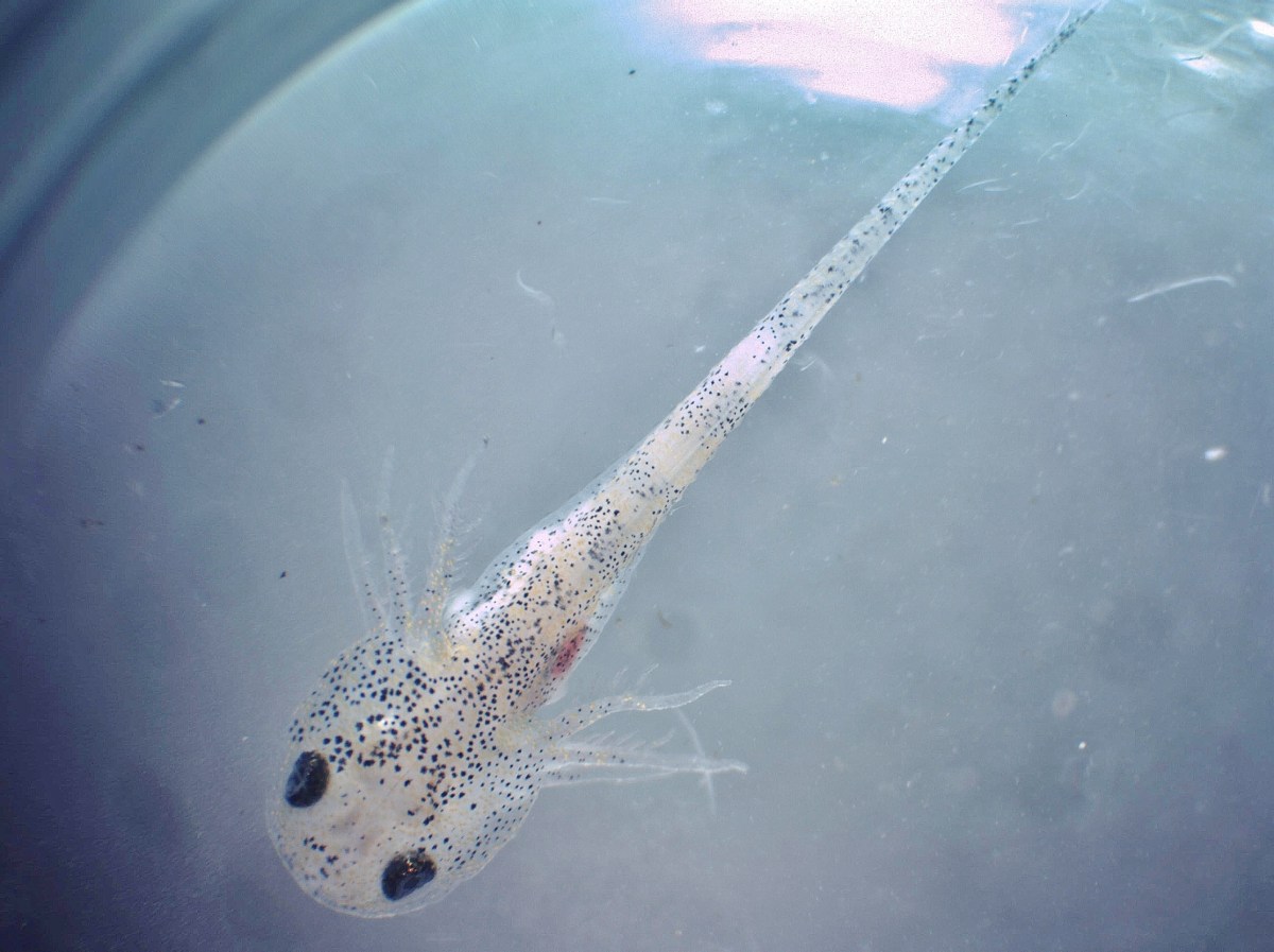 Wildlife Conservation: Breeding Eastern Tiger Salamanders | Detroit ...