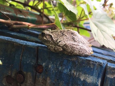 Humane Education: Monitoring Frogs with Children’s Village | Detroit ...