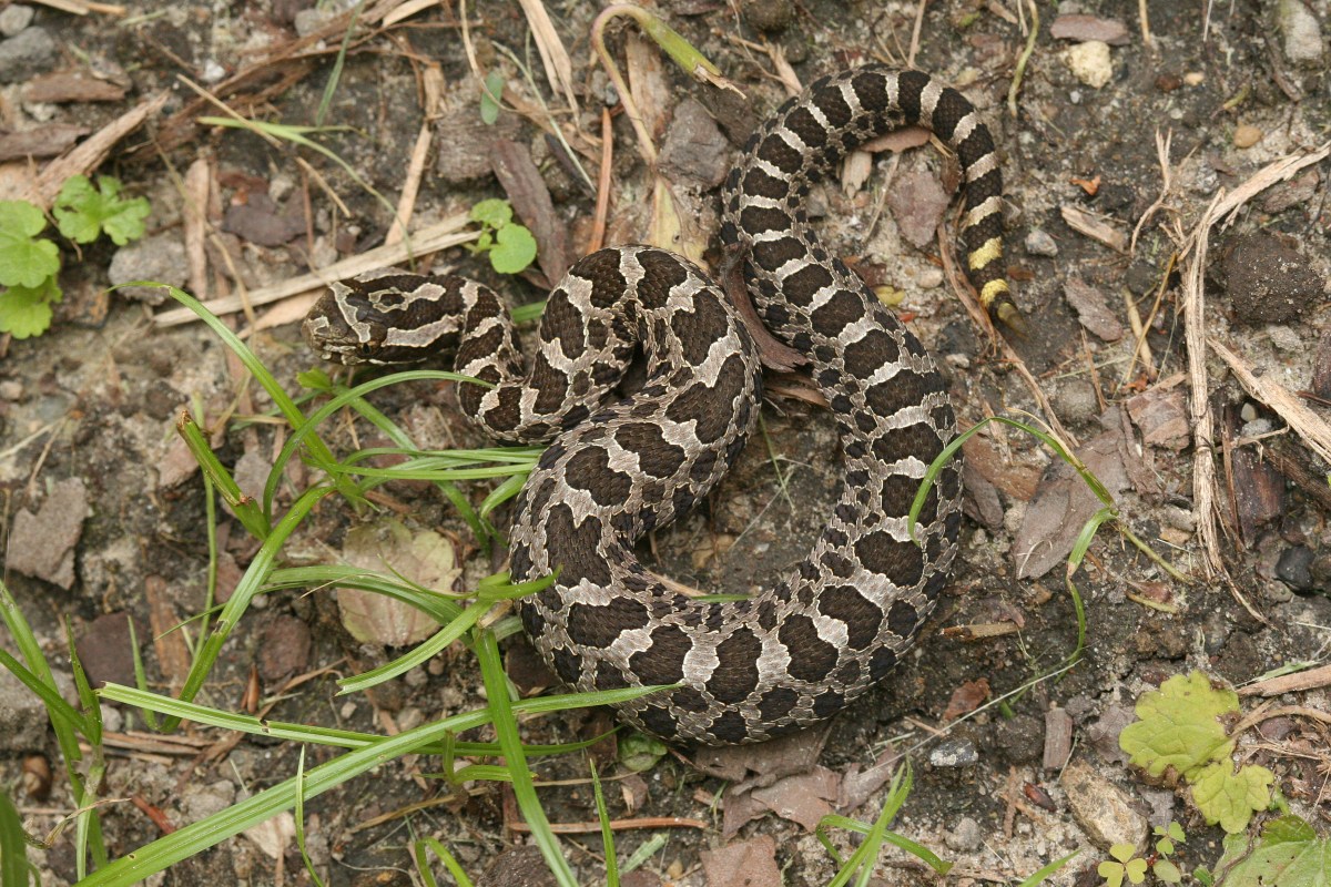 Notes from the Field: Protecting Michigan’s Only True Venomous Snake ...
