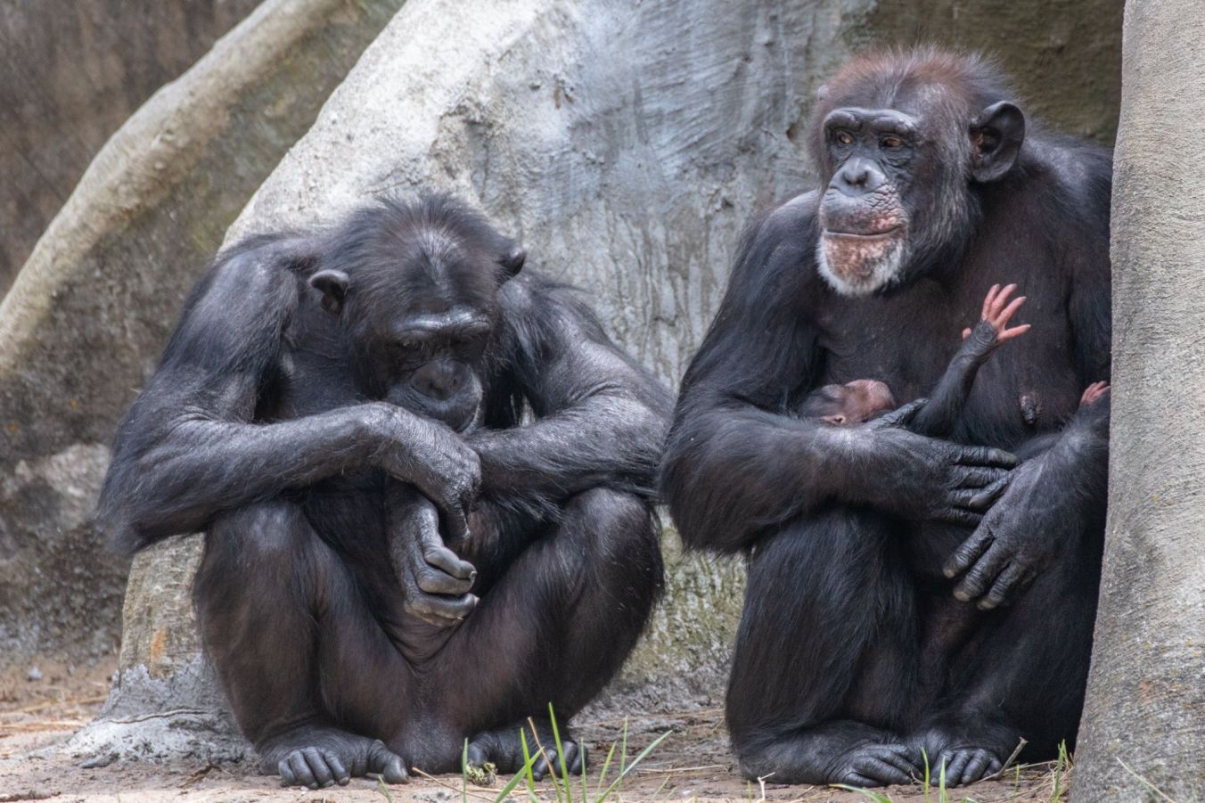 At First Light: Meeting Sweet Baby Jane | Detroit Zoological Society Blog