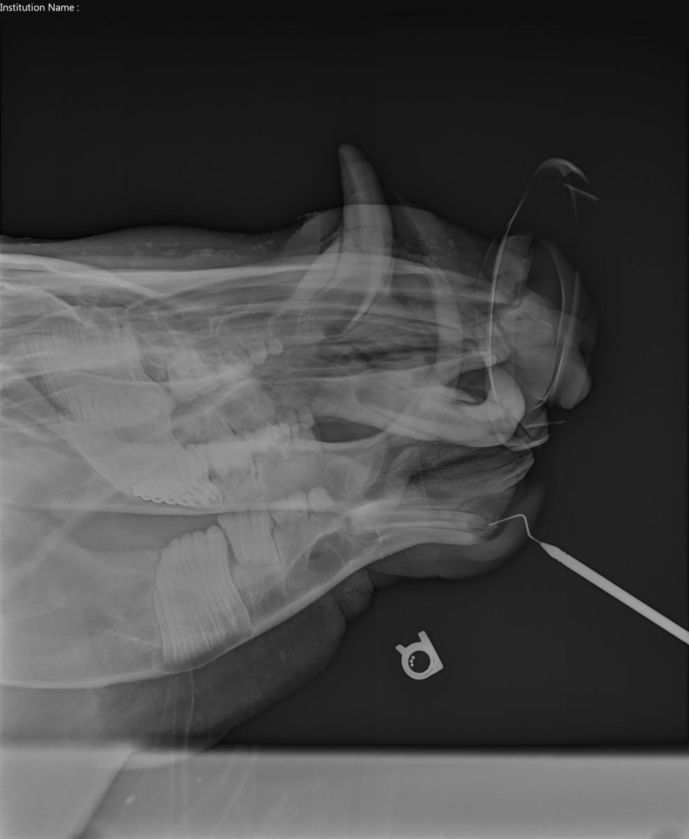 Veterinary Care: Repairing a Warthog’s Fractured Tusk | Detroit ...