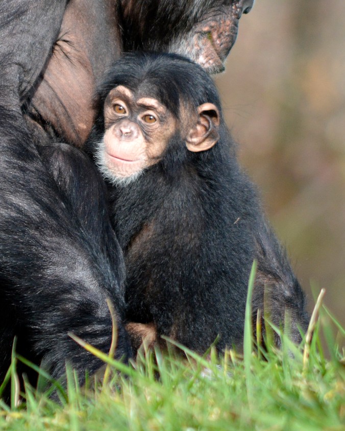 Jane Begins to Explore her New World | Detroit Zoological Society Blog