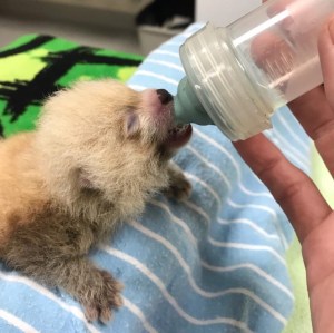 Meet Keti, An Adorable Baby Red Panda | Detroit Zoological Society Blog