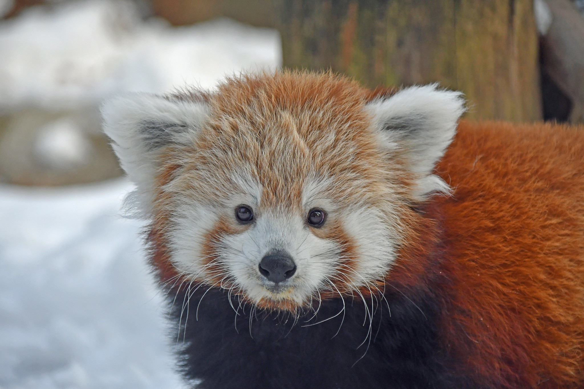 Keti is Ready to Explore | Detroit Zoological Society Blog