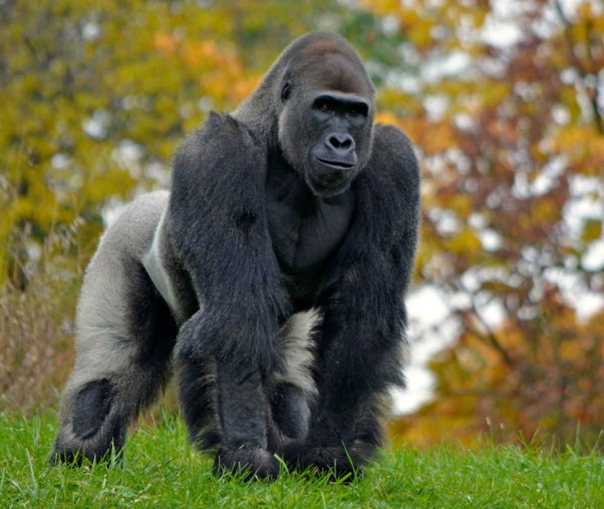 Answer the Call – Gorillas are on the Line | Detroit Zoological Society ...