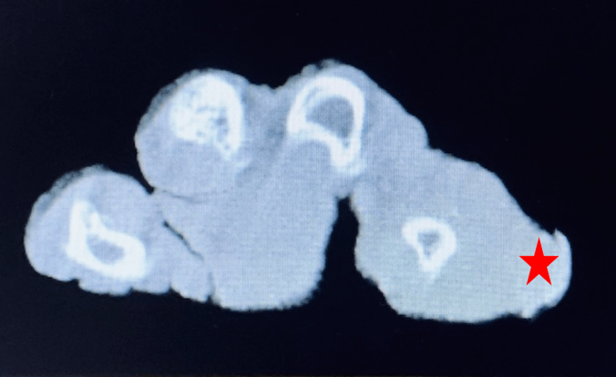 Getting a Closer Look Inside Animals: Computed Tomography Comes to the ...