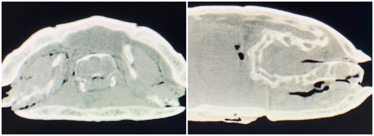 Getting a Closer Look Inside Animals: Computed Tomography Comes to the ...