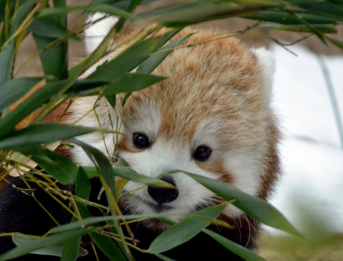 Don’t Worry: The Animals at the Detroit Zoo Are Receiving Great Care ...
