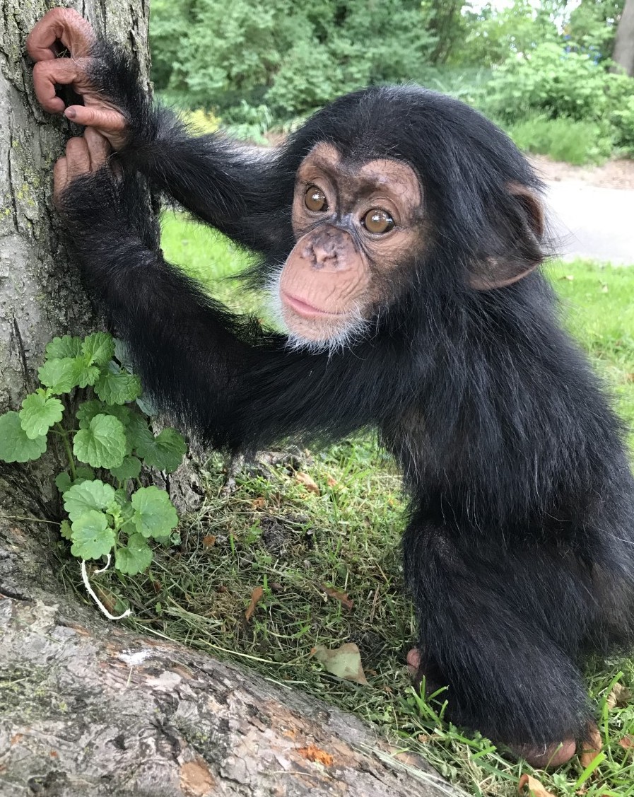 June | 2020 | Detroit Zoological Society Blog