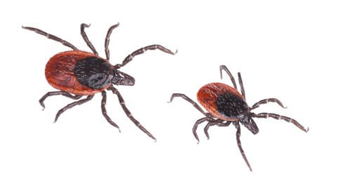 Be A Citizen Scientist: Help Track Tick Activity | Detroit Zoological ...