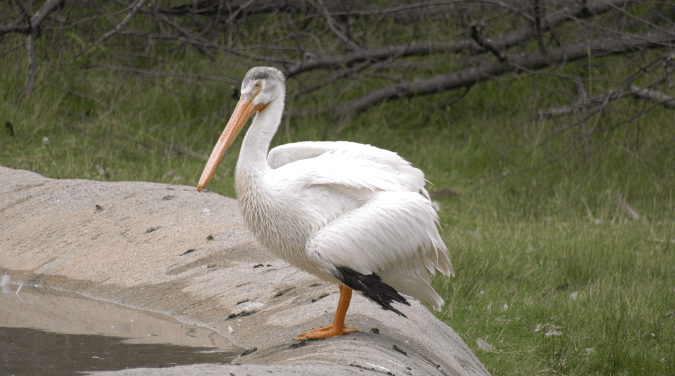 Here’s the Scoop: Injured Pelican Finds Refuge at the Detroit Zoo ...