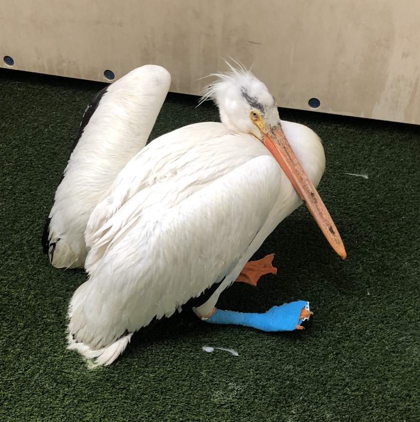 Here’s the Scoop: Injured Pelican Finds Refuge at the Detroit Zoo ...