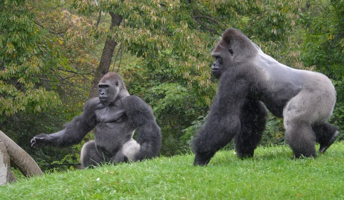 Welcoming the Great Ape Heart Project with Open Arms! | Detroit ...