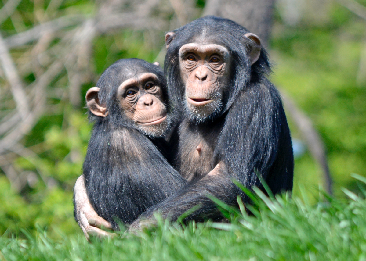 Welcoming the Great Ape Heart Project with Open Arms! | Detroit ...