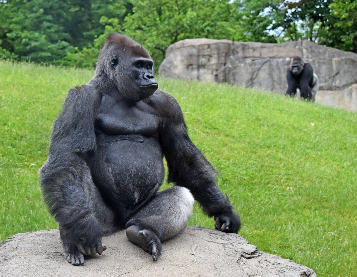 Great Ape Heart Project Finds Home in Detroit | Detroit Zoological ...