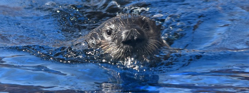 Meet the newest sea otter at the Detroit Zoo! | Detroit Zoological ...