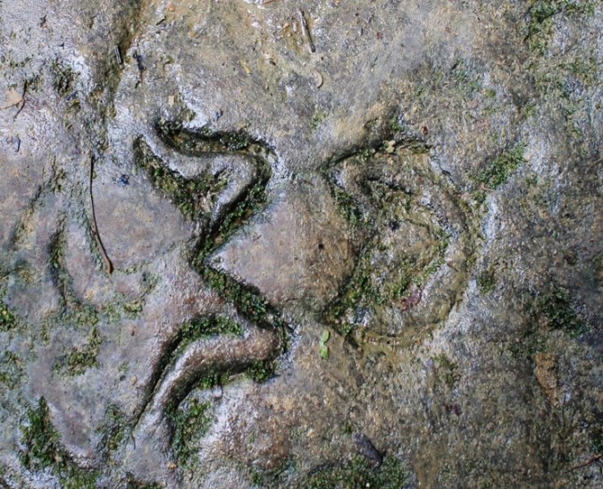 Detroit Zoological Society Blog | Celebrating and Saving Wildlife and ...