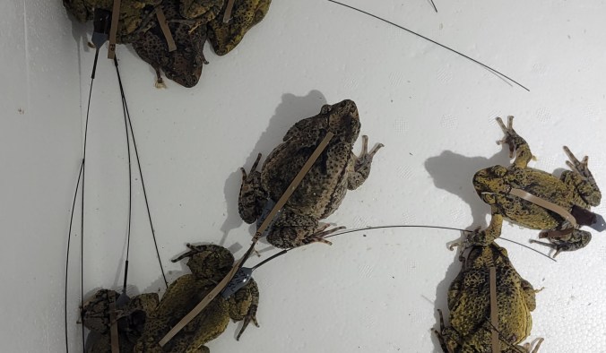 Detroit Zoological Society Blog | Celebrating and Saving Wildlife and ...